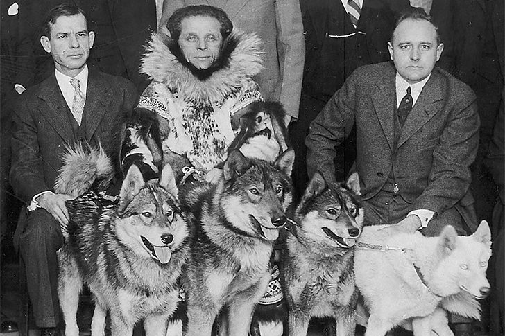 The Truth About Togo: What They Didn’t Tell You About The Amazing Dog ...