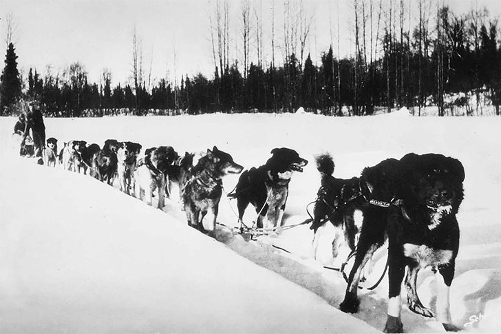 The Truth About Togo: What They Didn’t Tell You About The Amazing Dog ...