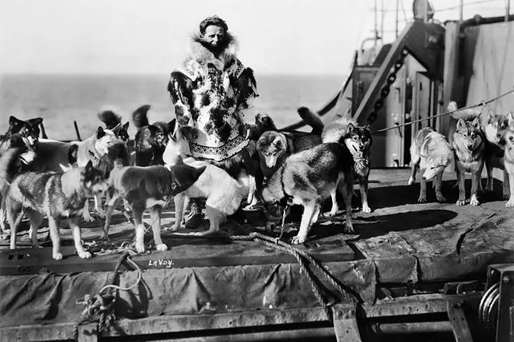 The Truth About Togo: What They Didn’t Tell You About The Amazing Dog ...