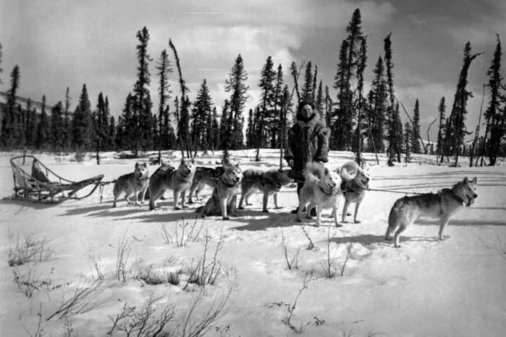 The Truth About Togo: What They Didn’t Tell You About The Amazing Dog ...