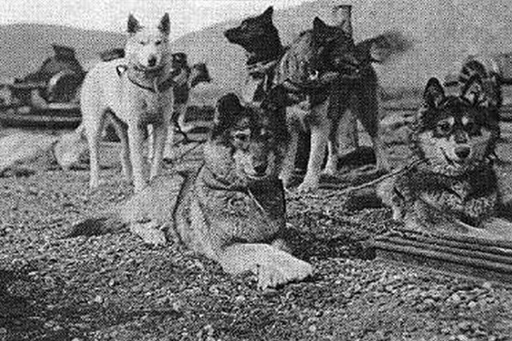 The Truth About Togo: What They Didn’t Tell You About The Amazing Dog ...